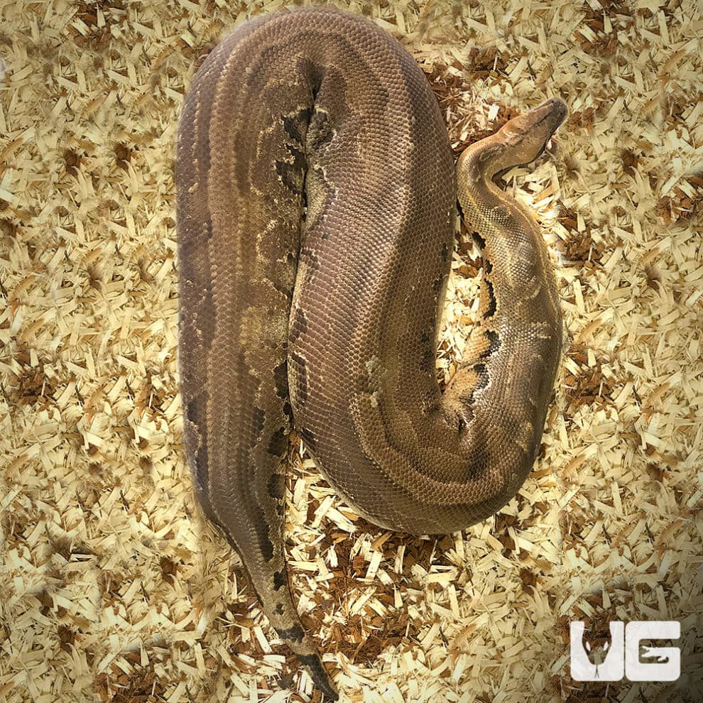 Adult Blood Python - Underground Reptiles
