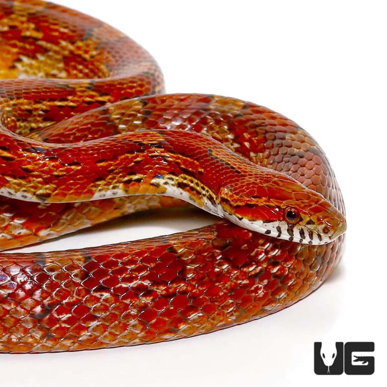 Adult Female Cornsnake - Underground Reptiles