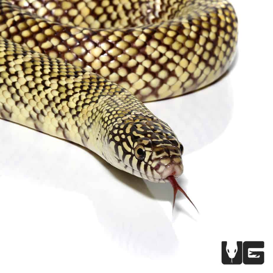 Adult Hypo Brooks Kingsnake - Underground Reptiles