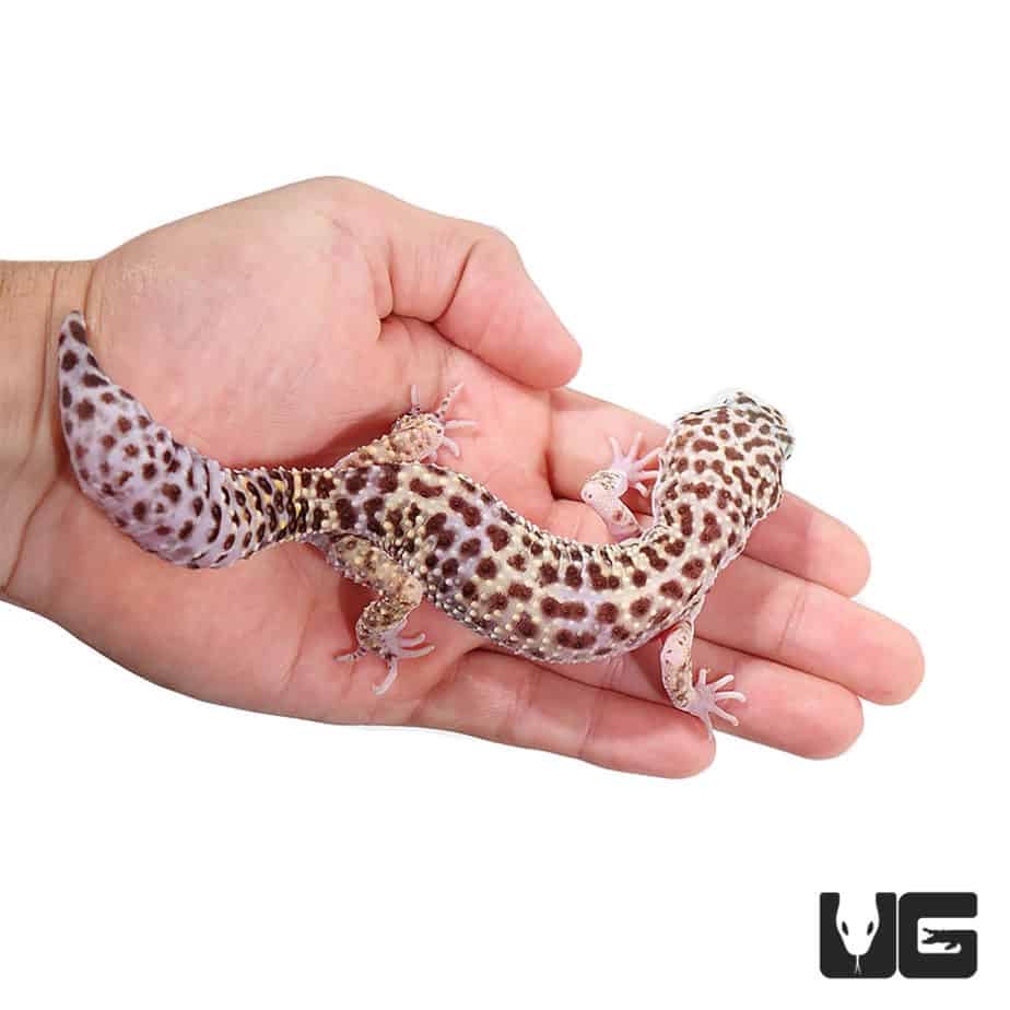 Adult Mack Snow Leopard Geckos (Eublepharis macularius) For Sale ...
