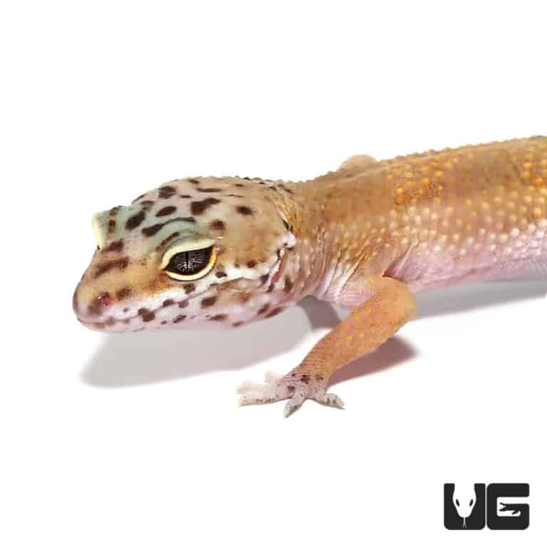 Adult Patternless Leopard Gecko - Underground Reptiles