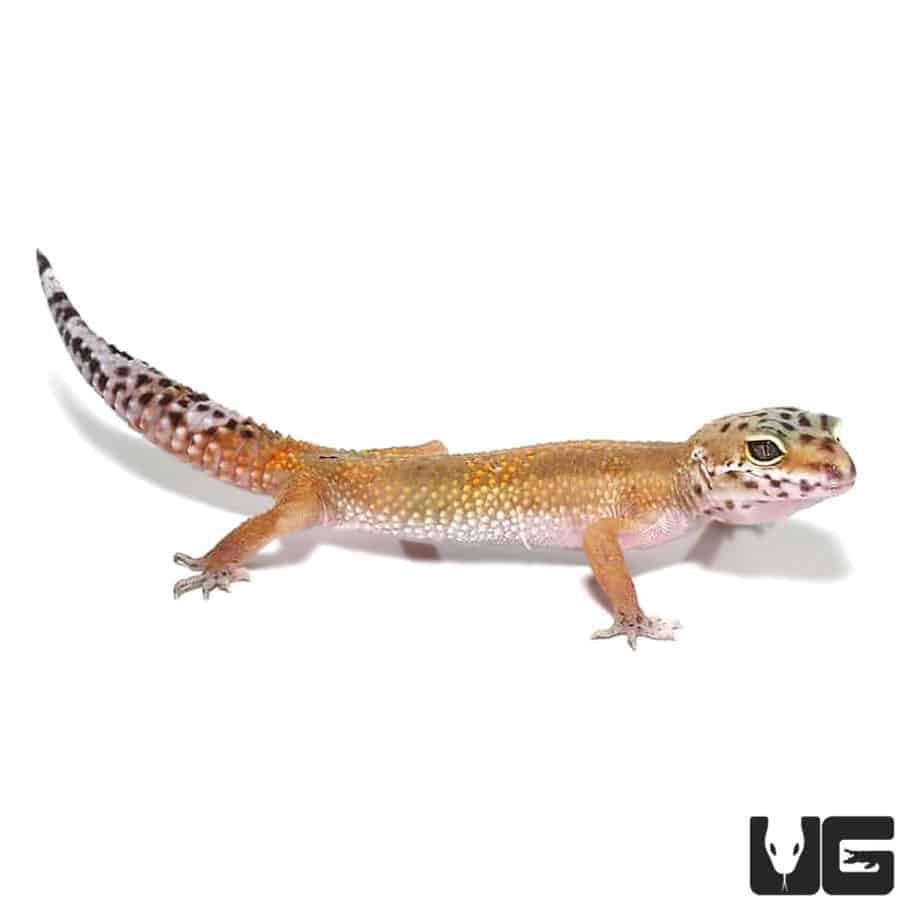 Adult Patternless Leopard Gecko - Underground Reptiles