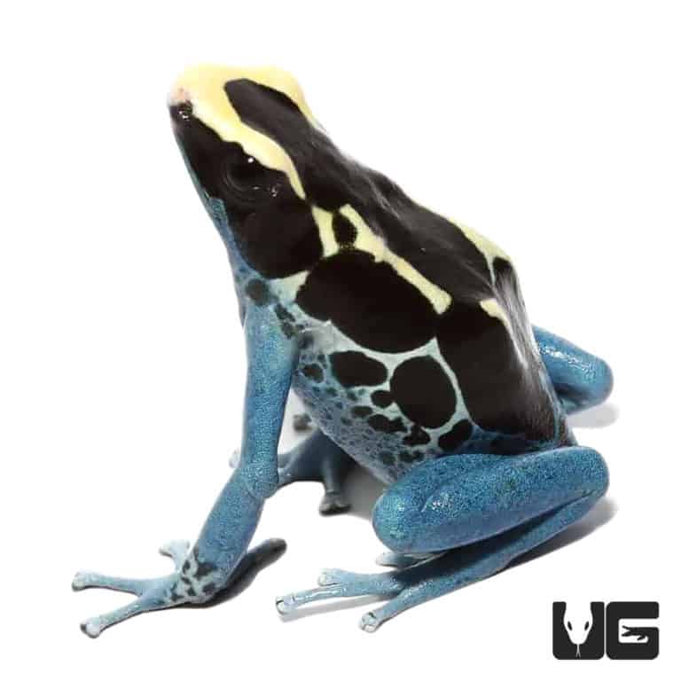 Powder Blue Tinctorius Dart Frogs For Sale - Underground Reptiles