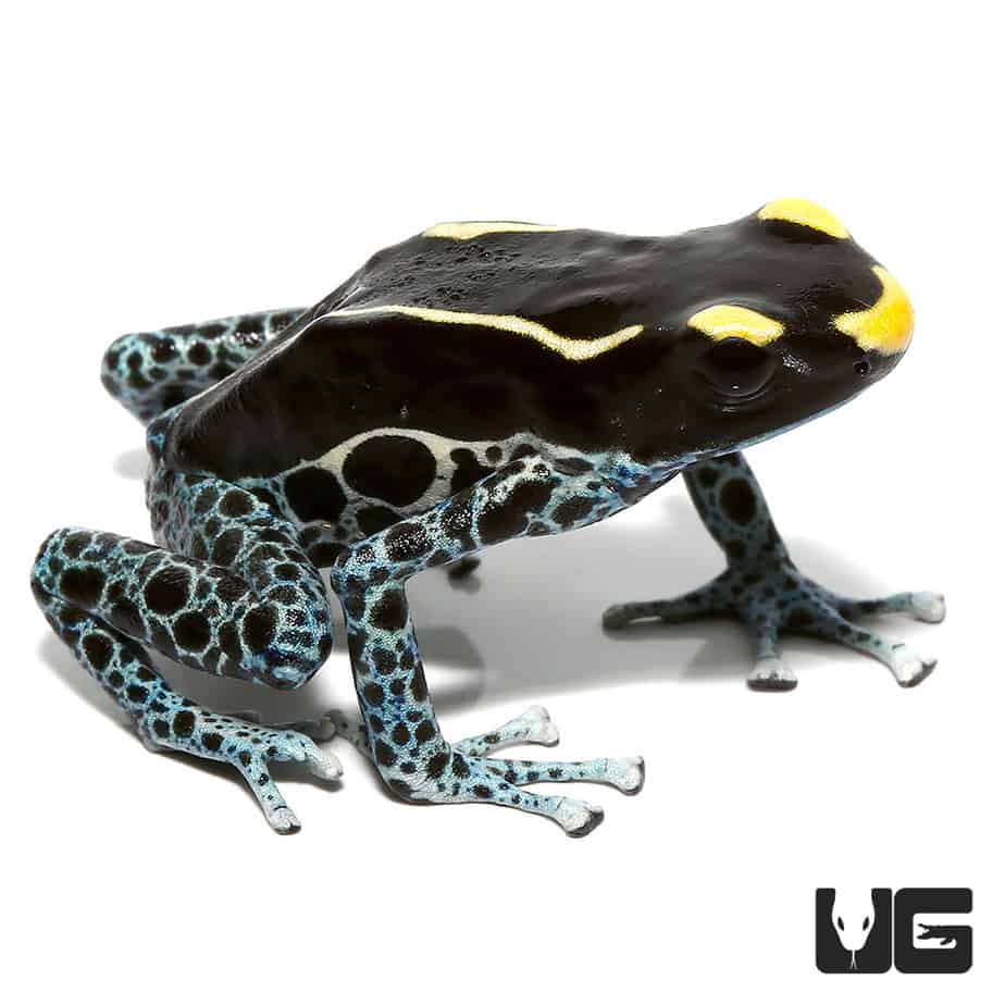 Powder Grey Tinctorius Dart Frogs (Dendrobates tinctorious) For Sale ...