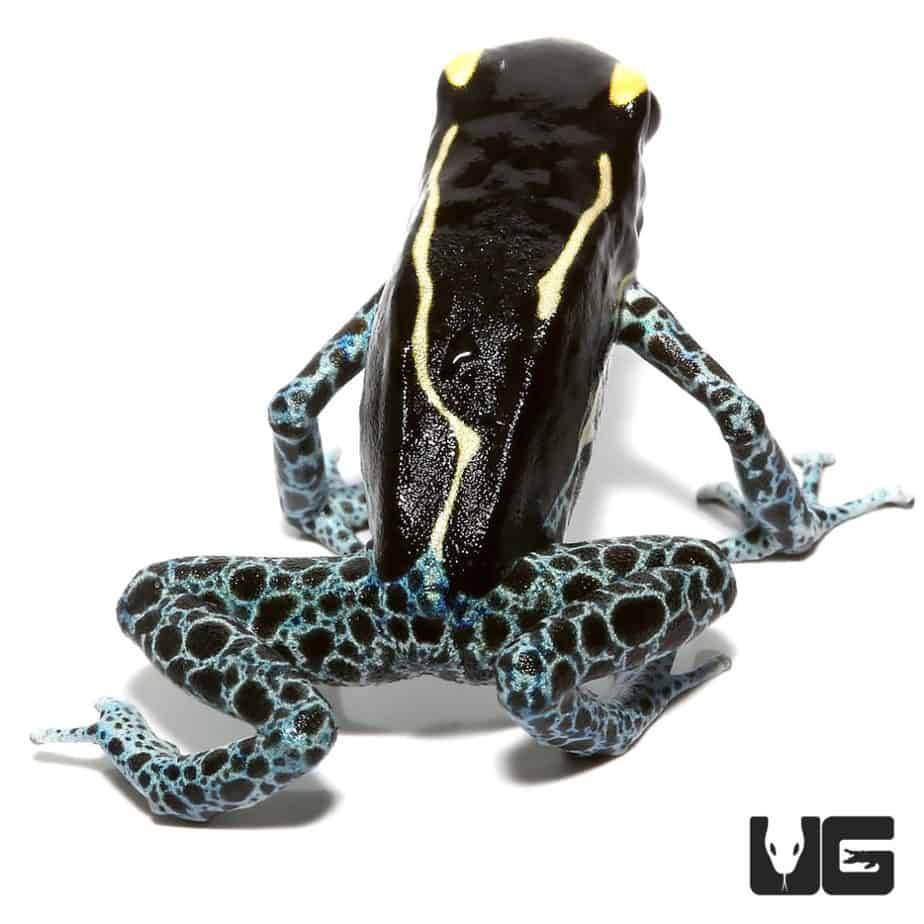 Powder Grey Tinctorius Dart Frogs (Dendrobates tinctorious) For Sale ...