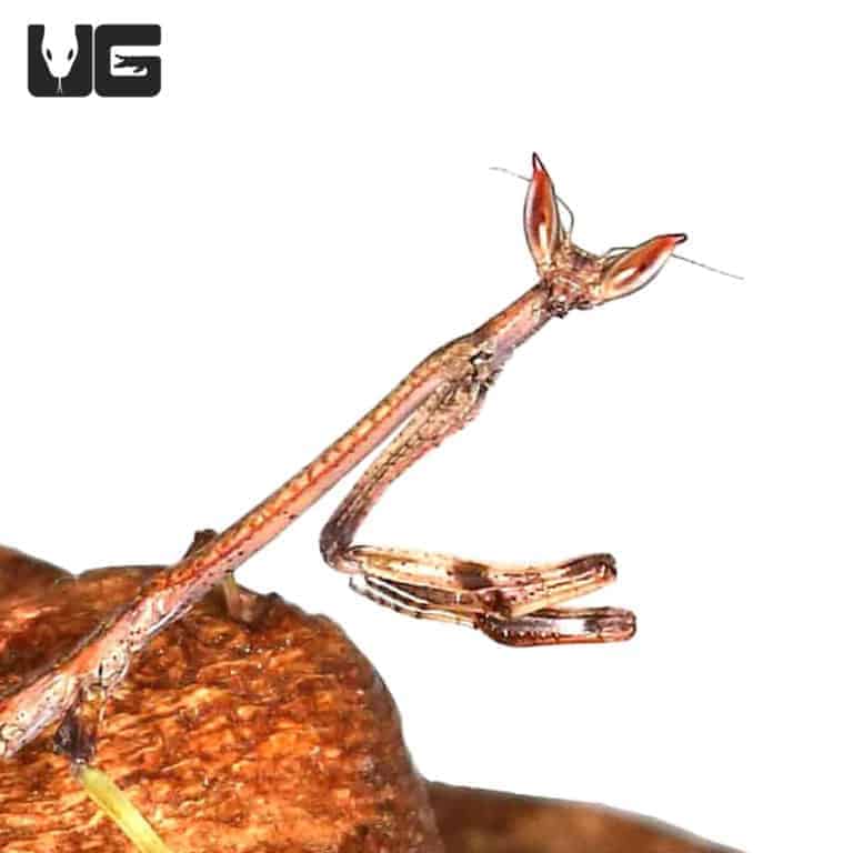 African Stick Mantis - Underground Reptiles