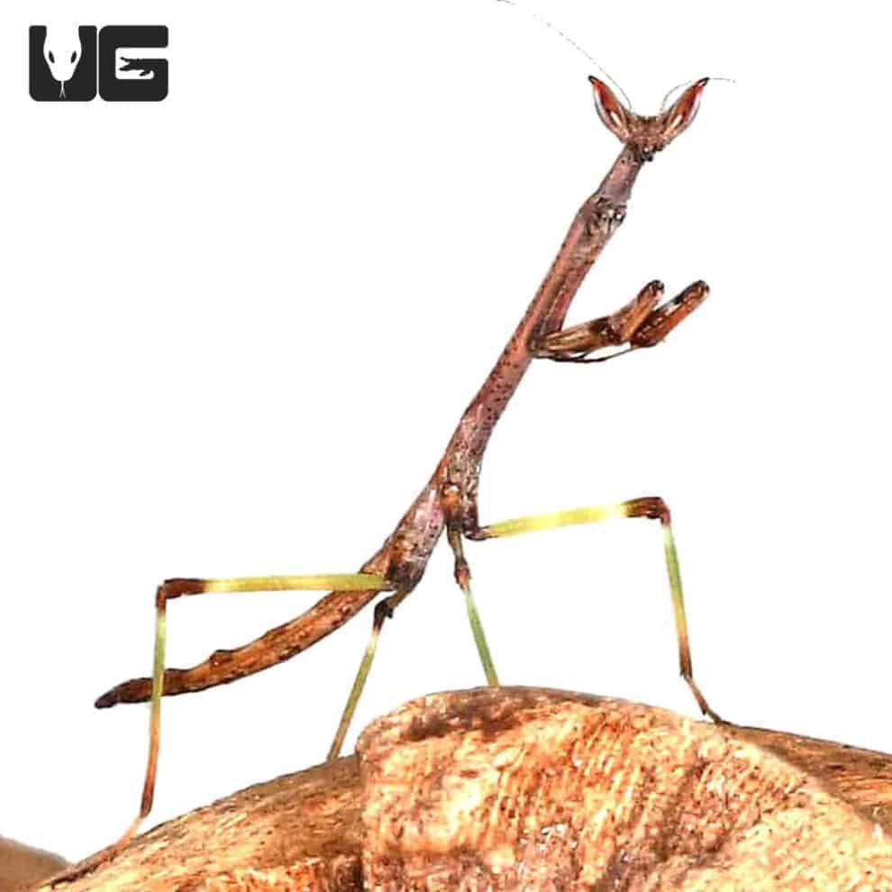 African Stick Mantis - Underground Reptiles