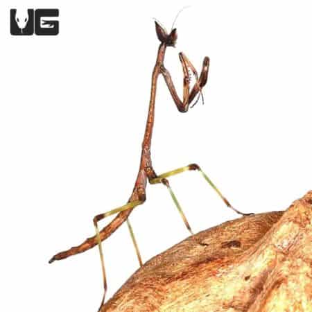 African Stick Mantis - Underground Reptiles