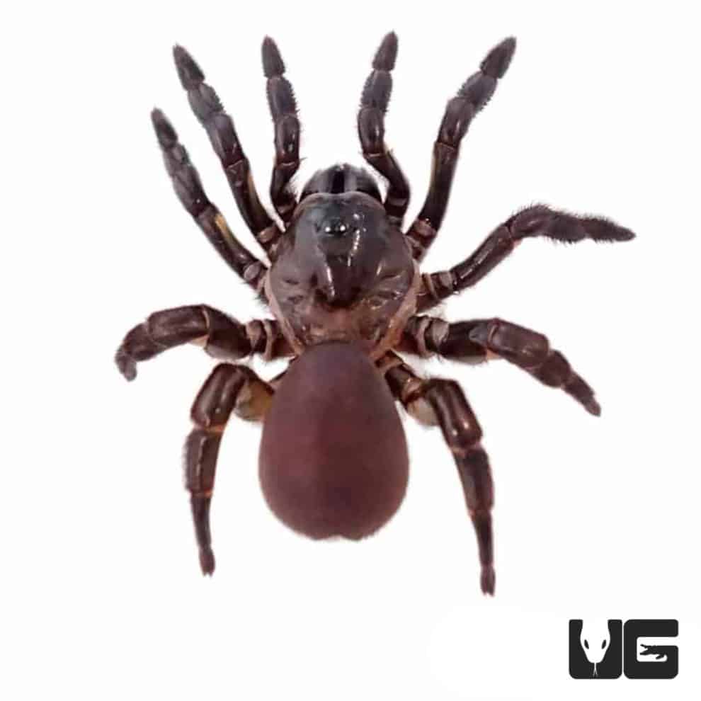 Humpback Orb Weaver Spider for sale - Underground Reptiles