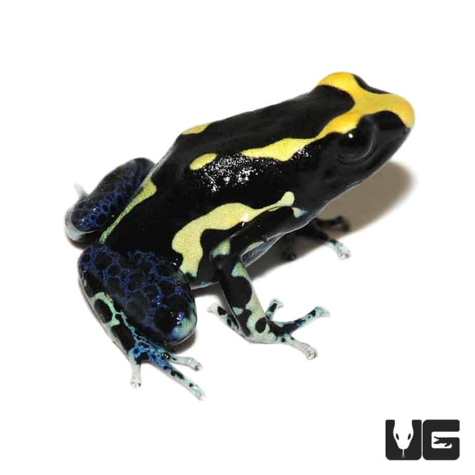 Alanis Tinctorius Dart Frogs (Dendrobates tinctorious) For Sale ...