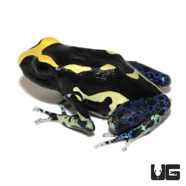 Dart Frogs and Mantellas For Sale - Underground Reptiles
