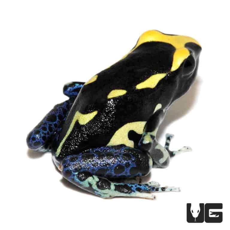 Alanis Tinctorius Dart Frogs (Dendrobates tinctorious) For Sale ...