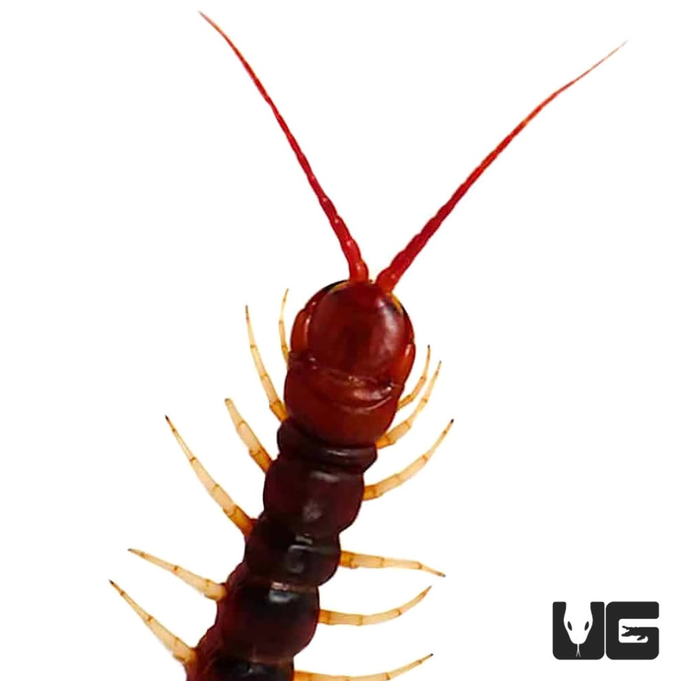 Amazon Giant Centipede - Underground Reptiles