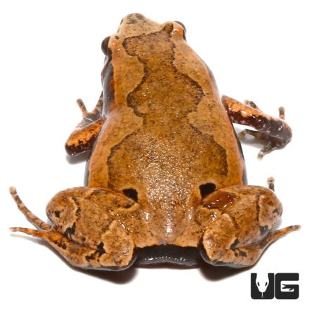 Amazon Sheep Frog - Underground Reptiles