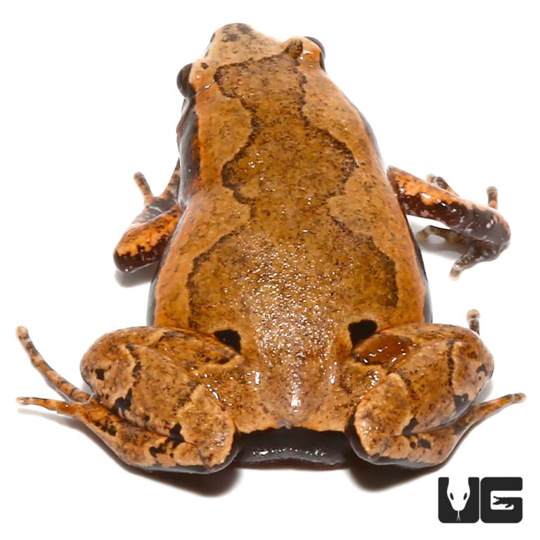 Amazon Sheep Frog - Underground Reptiles
