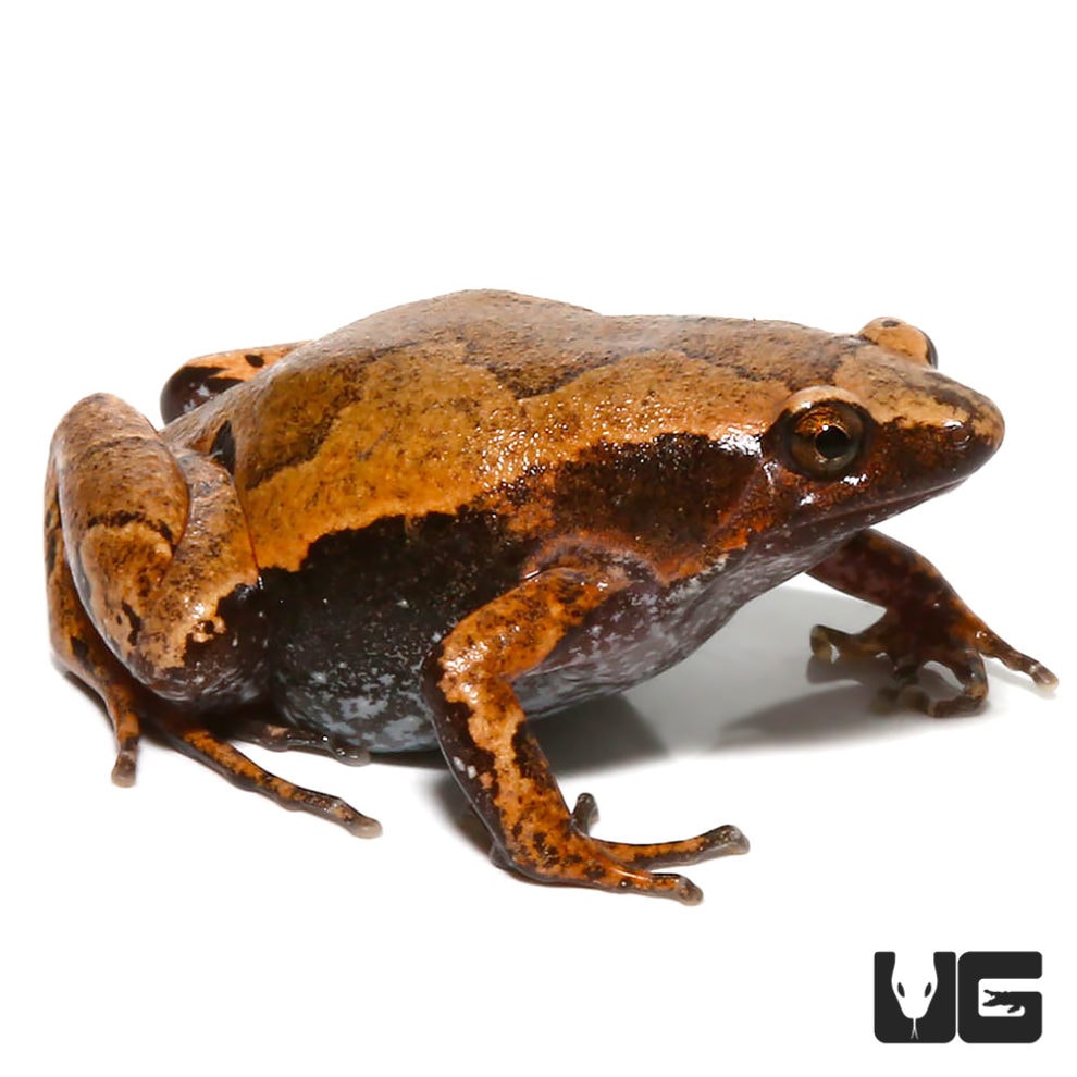 Amazon Sheep Frog - Underground Reptiles