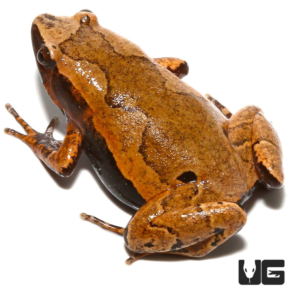 Amazon Sheep Frog - Underground Reptiles