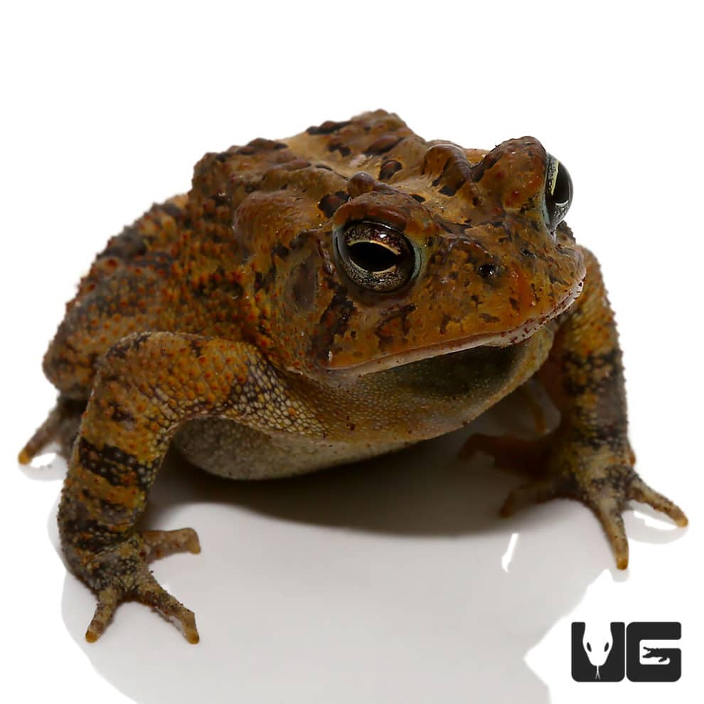 American Toad - Underground Reptiles