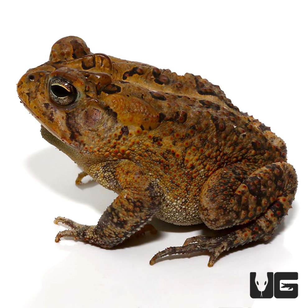 American Toad - Underground Reptiles