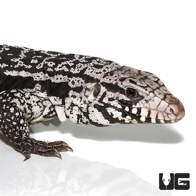Captive Bred Tegus For Sale - Underground Reptiles