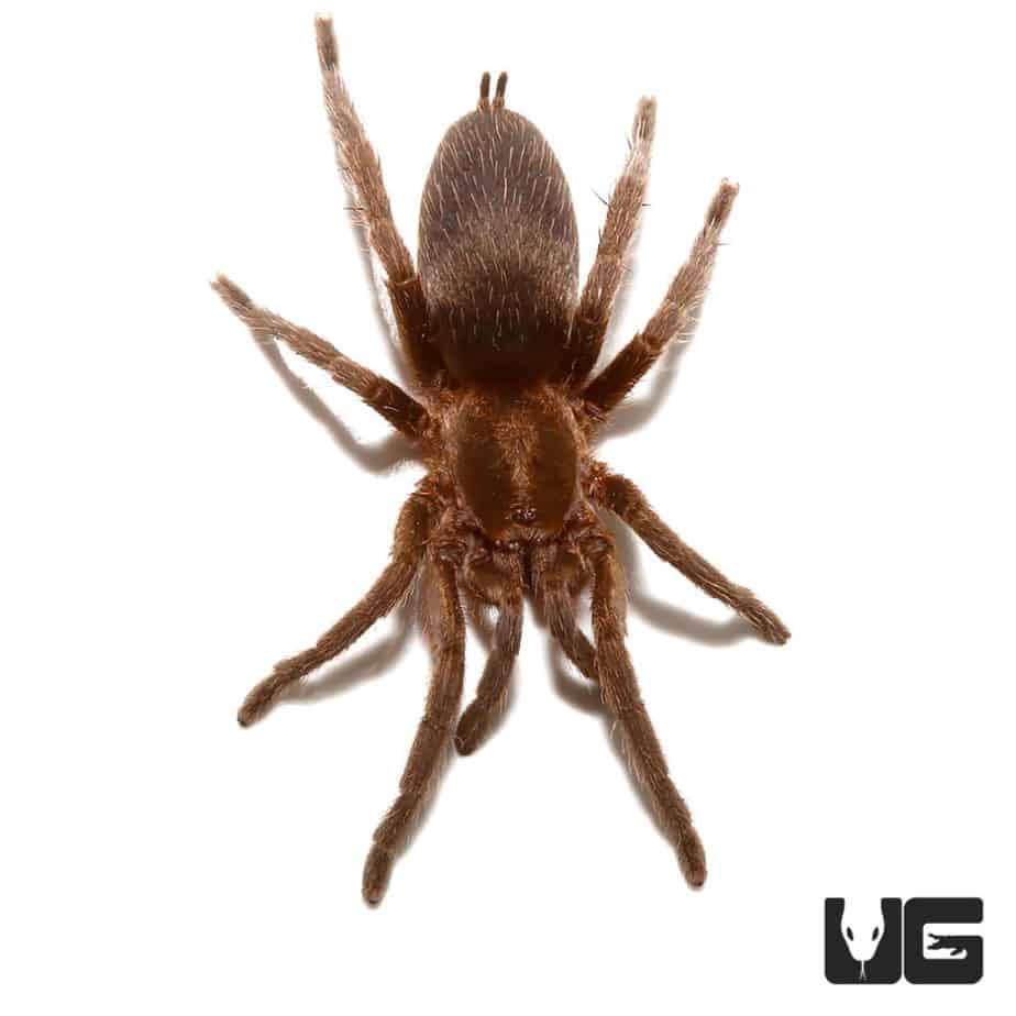 Argentine Copper Dwarf Tarantula (.5 - 1'') - Underground Reptiles