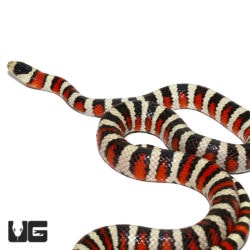 Arizona Mountain Kingsnakes For Sale - Underground Reptiles