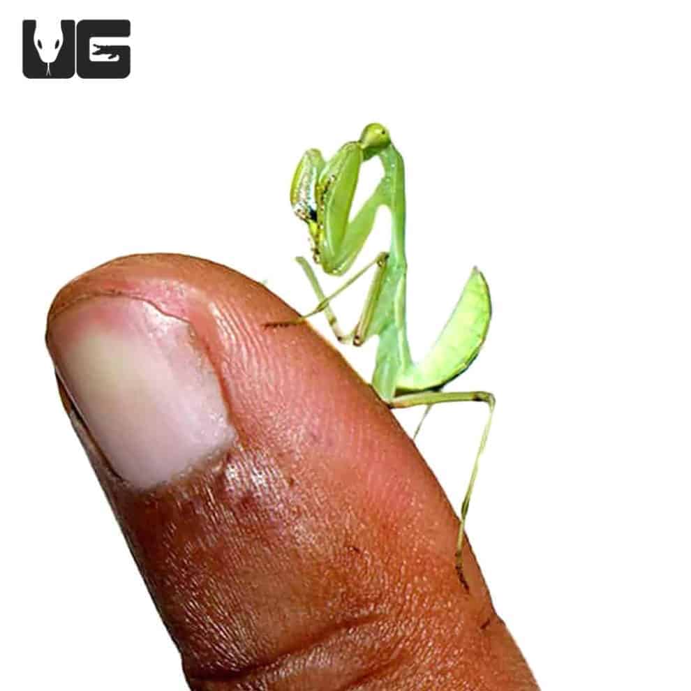 Asian Hooded Mantis - Underground Reptiles