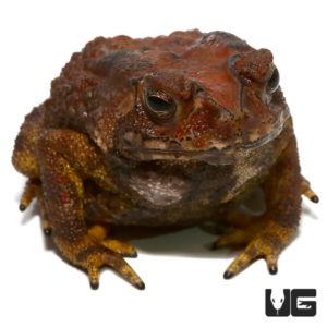 Toads For Sale - Underground Reptiles