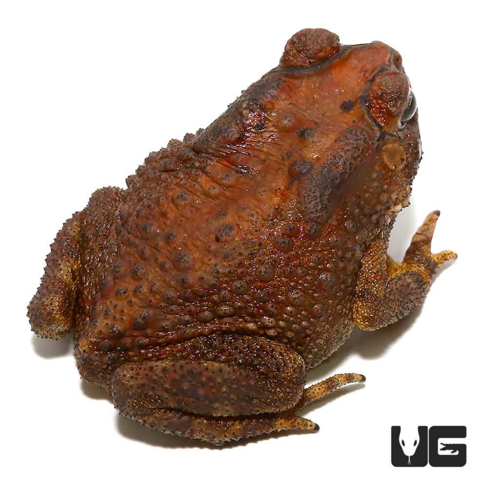 Asian Toads For Sale - Underground Reptiles