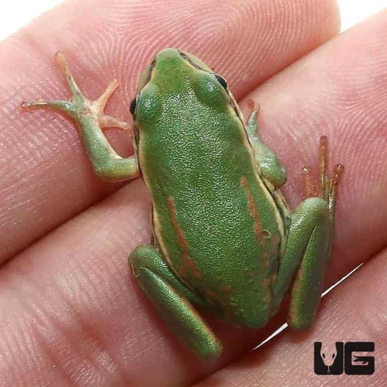 Australian Golden Bells Tree Frog - Underground Reptiles