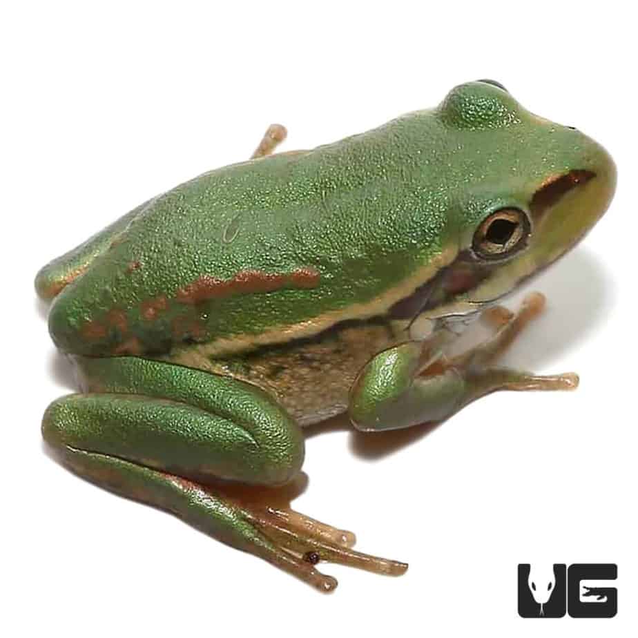 Australian Golden Bells Tree Frog - Underground Reptiles