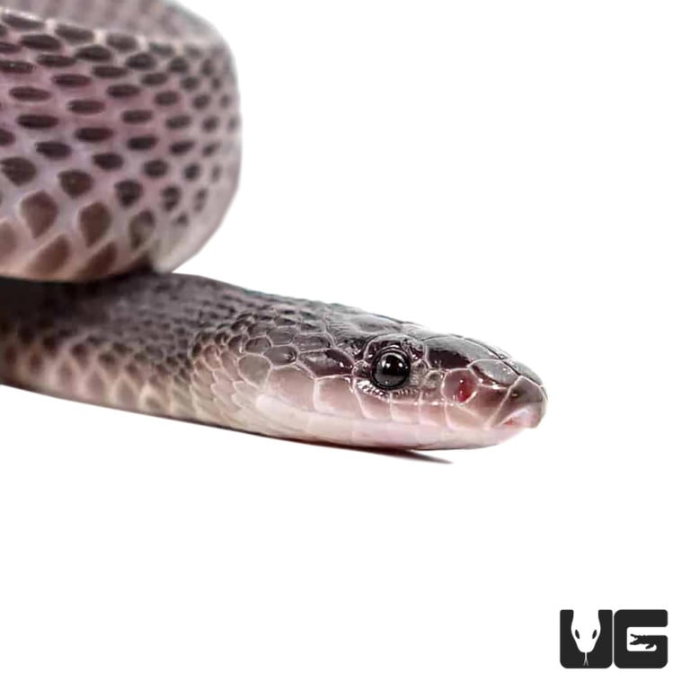 African File Snakes (Gonionotophis Capensis) For Sale - Underground ...