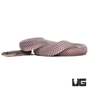 African File Snakes (Gonionotophis Capensis) For Sale - Underground ...