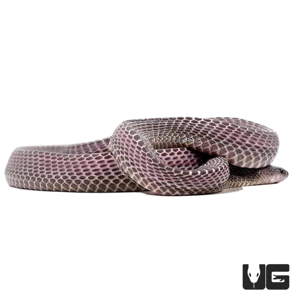 African File Snakes (Gonionotophis Capensis) For Sale - Underground ...