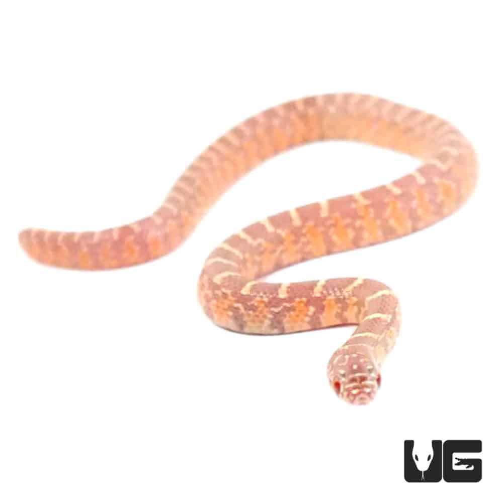 Baby Albino Brooks Kingsnakes (Lampropeltis getula brooksi) For Sale ...