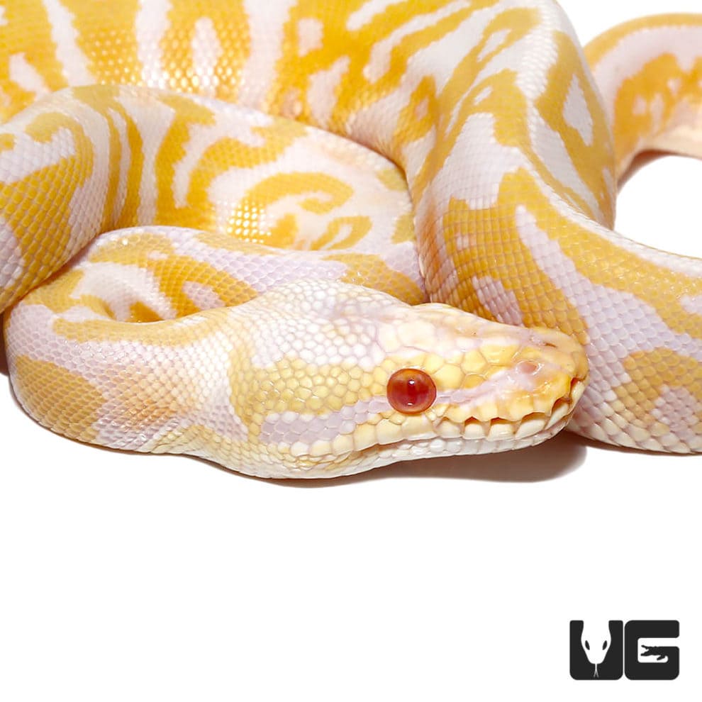 Baby Albino Leopard Pastel Ball Python For Sale - Underground Reptiles