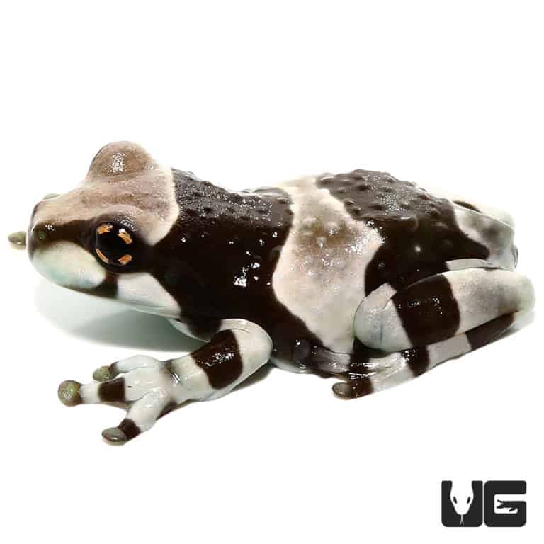 Amazon Milk Frog (Trachycephalus resinifictrix) For Sale- Underground ...
