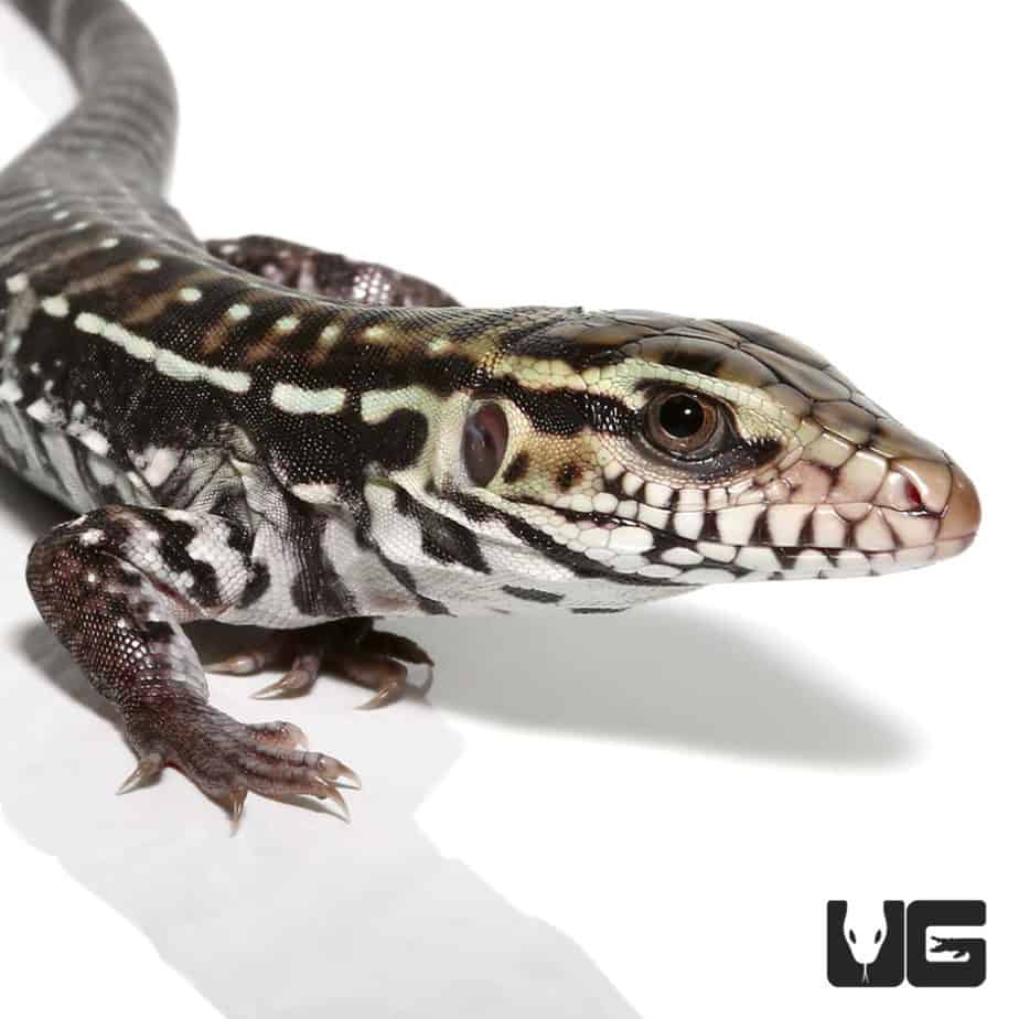 Baby Baby Red Anertherystic Tegu For Sale - Underground Reptiles
