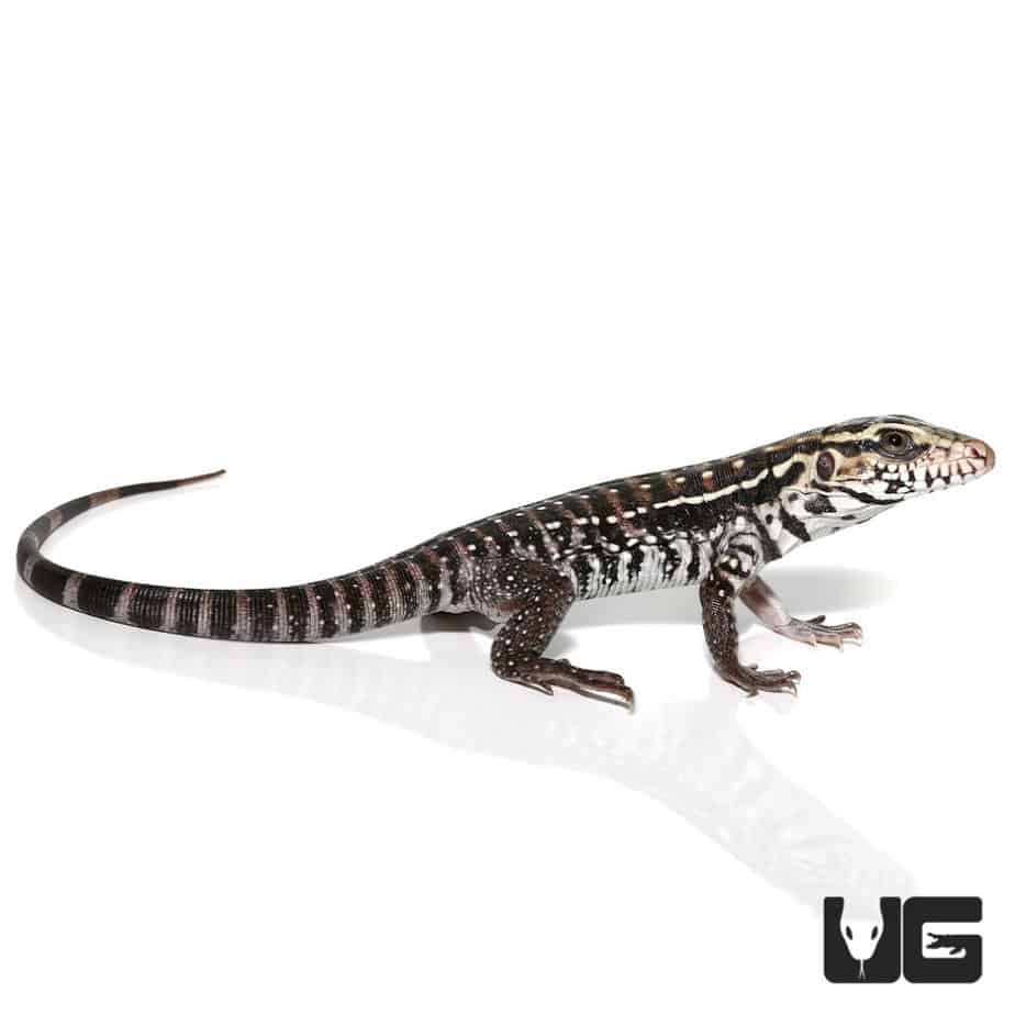 Baby Baby Red Anertherystic Tegu For Sale - Underground Reptiles
