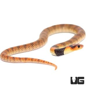 Baby Angolan Coral Cobras For Sale - Underground Reptiles