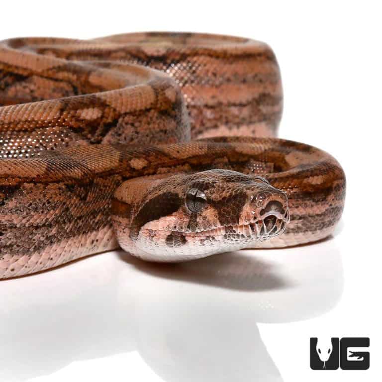 Baby Arabesque Redtail Boa For Sale - Underground Reptiles
