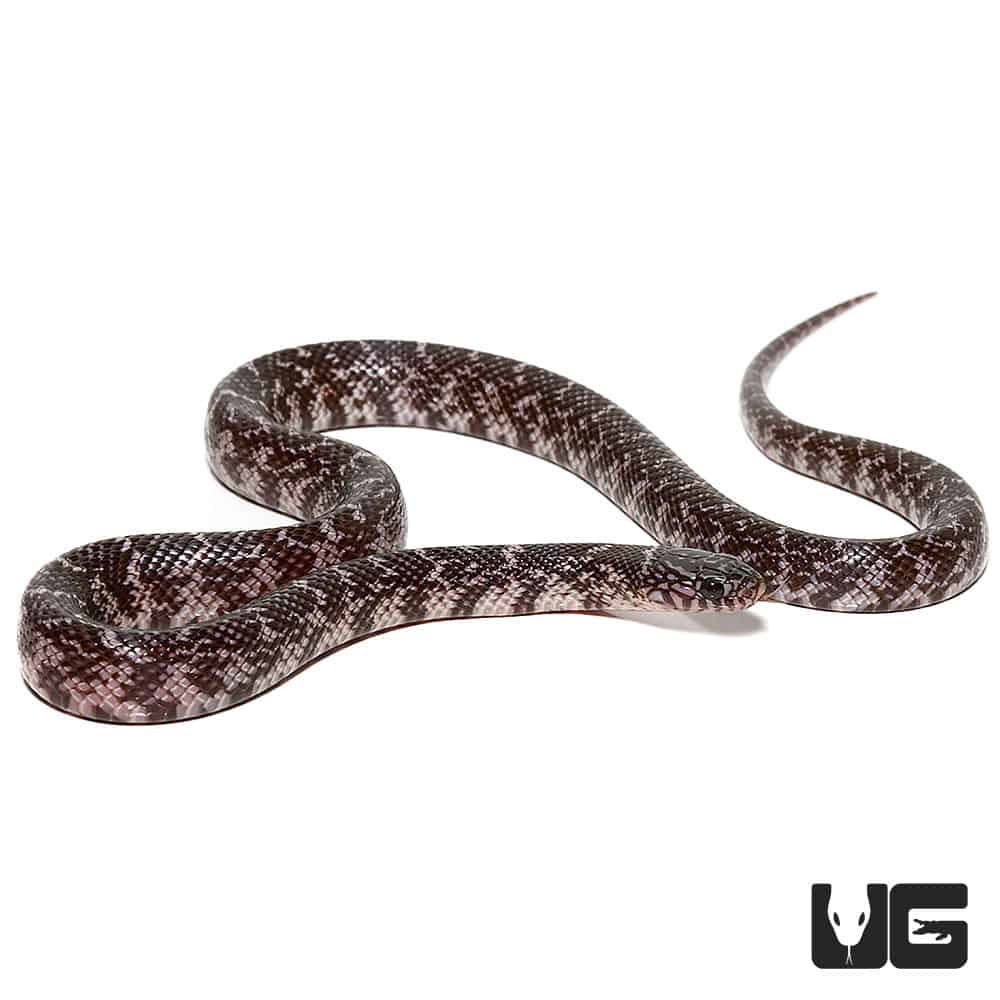 Baby Axanthic Whitesided Brooks Kingsnakes (Lampropeltis getula brooksi ...