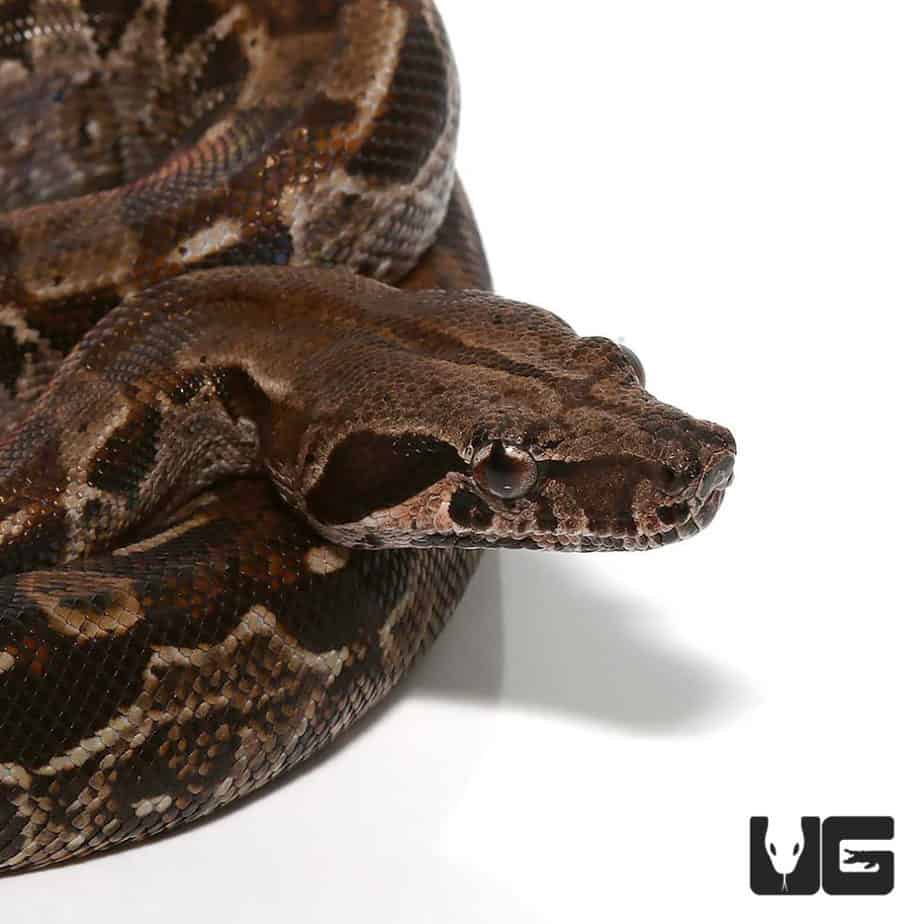 Baby Aztec Raptor Boa - Underground Reptiles