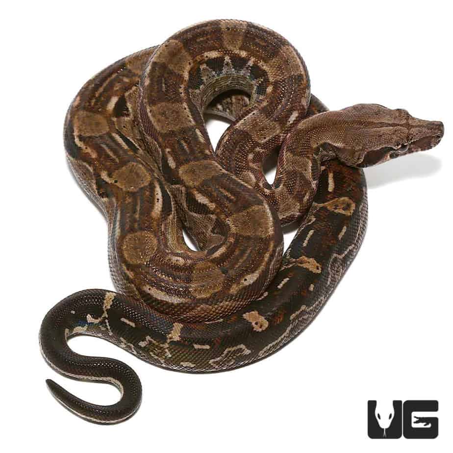 Boas For Sale - Underground Reptiles