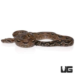 Baby Aztec Raptor Boa - Underground Reptiles