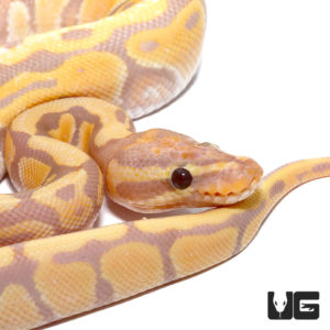 Ball Pythons For Sale - Underground Reptiles