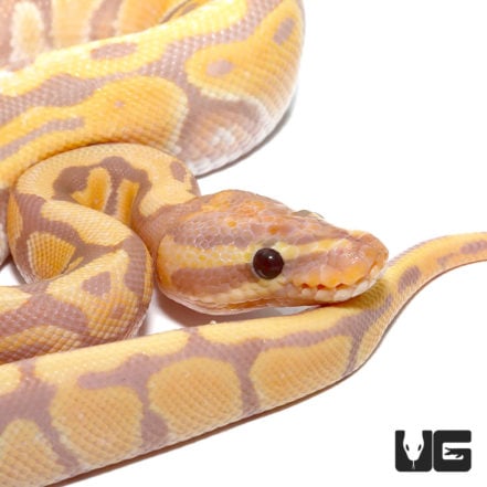 Ball Pythons For Sale - Underground Reptiles
