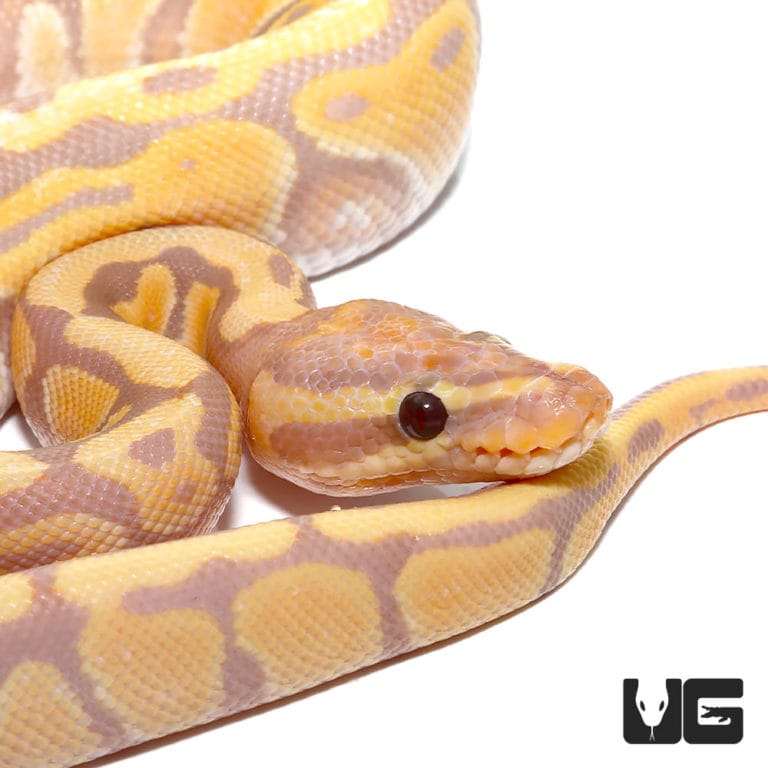Ball Pythons For Sale - Underground Reptiles
