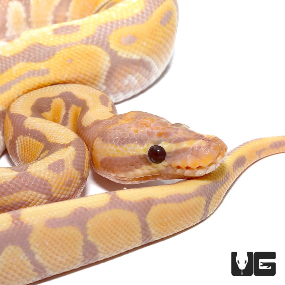 Ball Pythons For Sale - Underground Reptiles