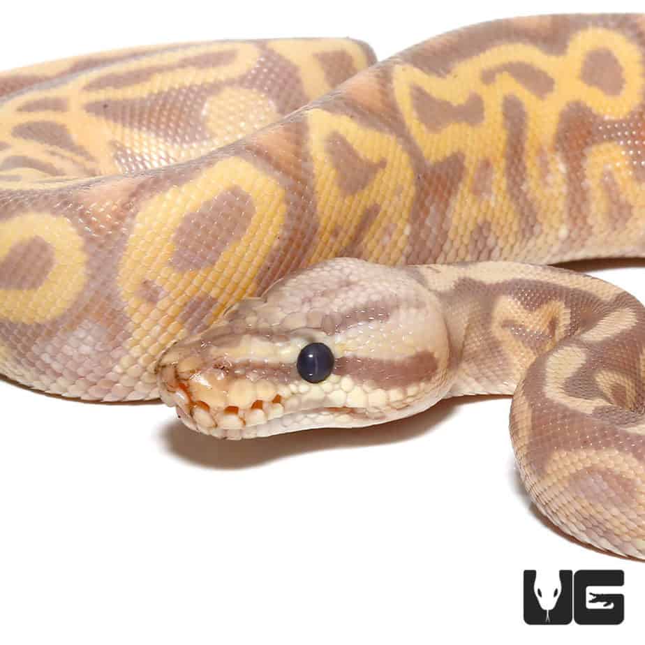 Baby Banana Leopard Pastel Yellowbelly Ball Python For Sale ...